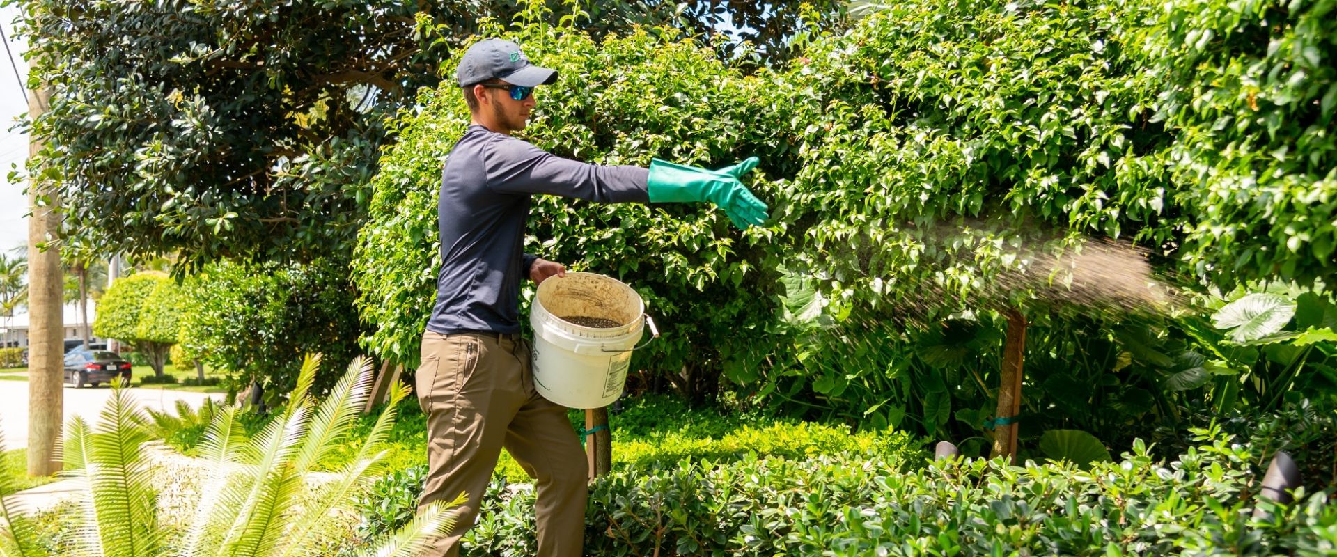 Insect Pest & Plant Disease Control by Dias Brothers Landscape Services ...